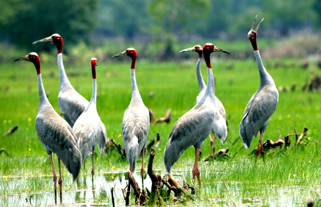 Đồng Tháp nỗ lực khôi phục đàn sếu đầu đỏ cho Vườn quốc gia Tràm Chim