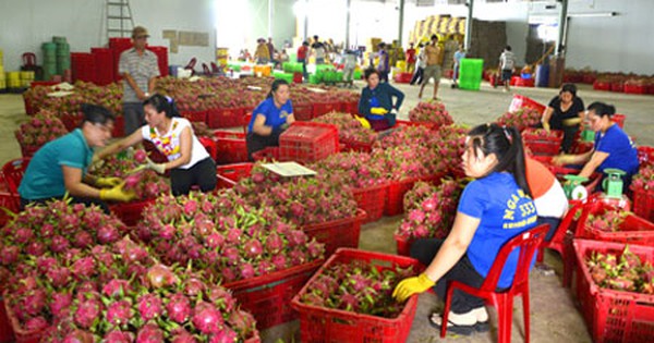 Tăng kiểm soát thanh long xuất sang châu Âu