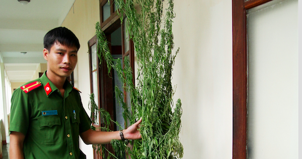 Phá huỷ cây cần sa trồng lén trong rẫy mía