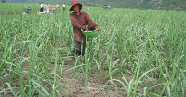 Mía đường NASU Nghệ An cấp phân bón giả cho nông dân